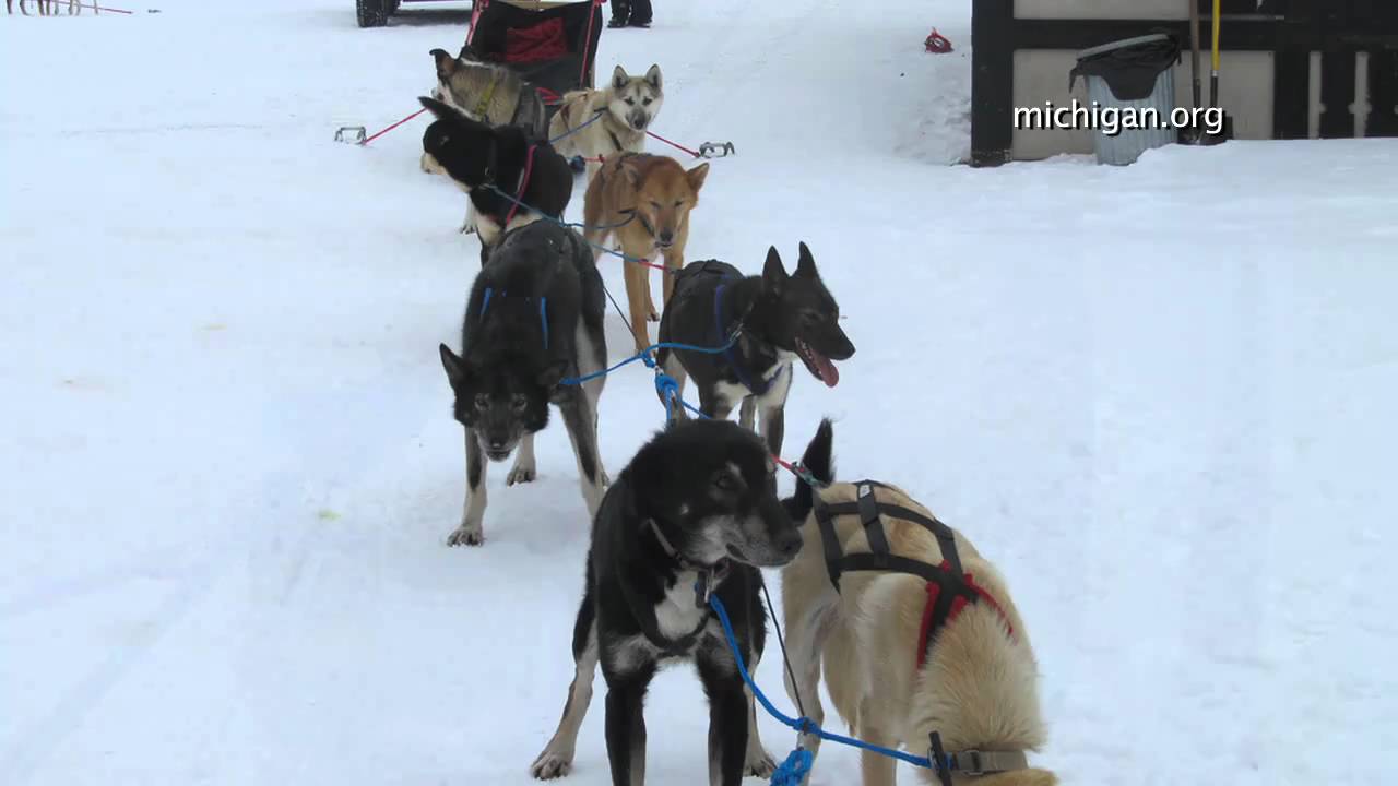 Michigan Dog Sledding at Boyne | Pure Michigan - YouTube