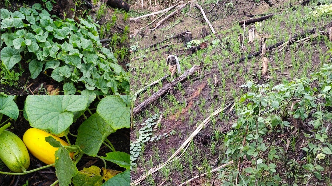 kerja sendiri hasil dari ladang kecil disolug - YouTube