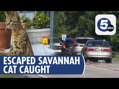Olmsted Township Police Capture Escaped Savannah Cat