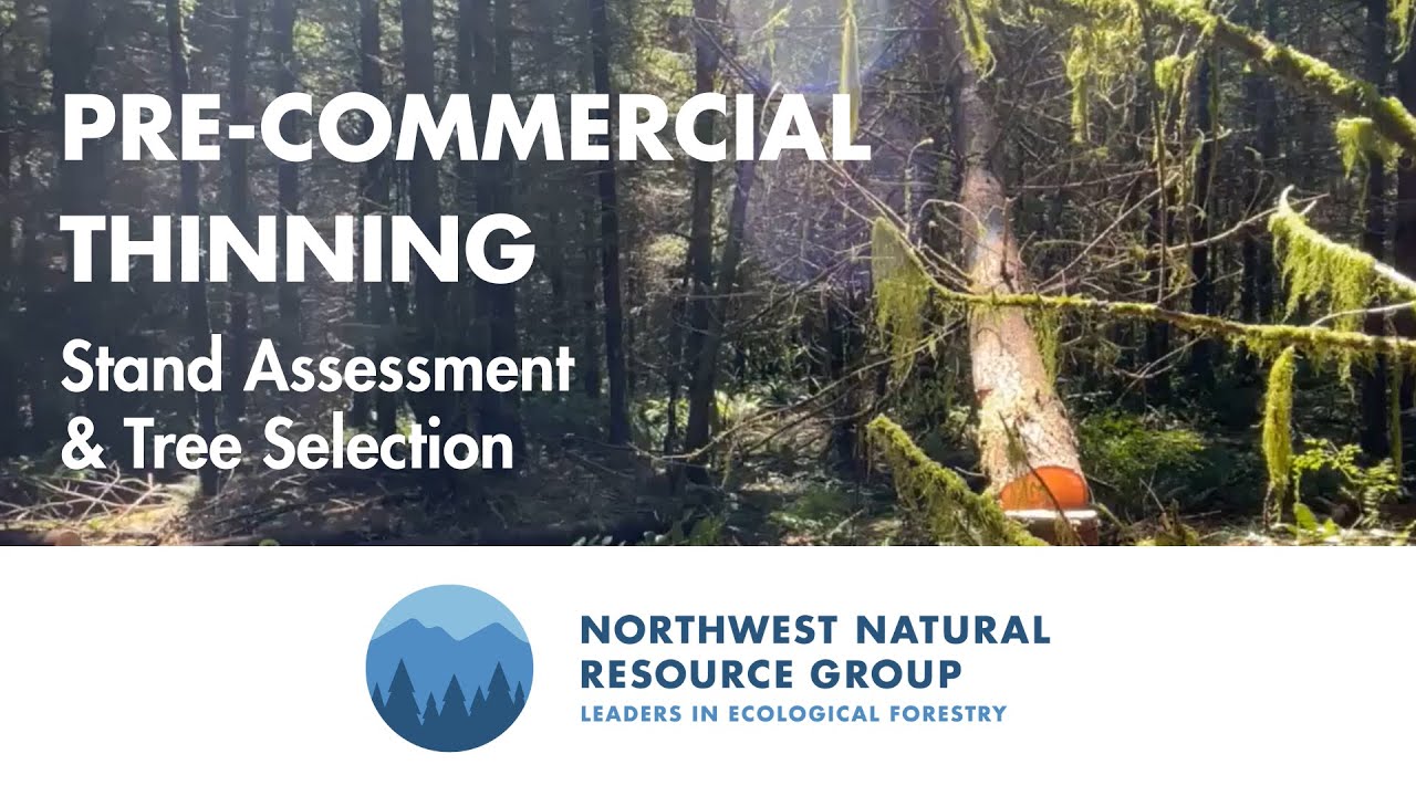 Pre-Commercial Thinning - Stand Assessment & Tree Selection - YouTube
