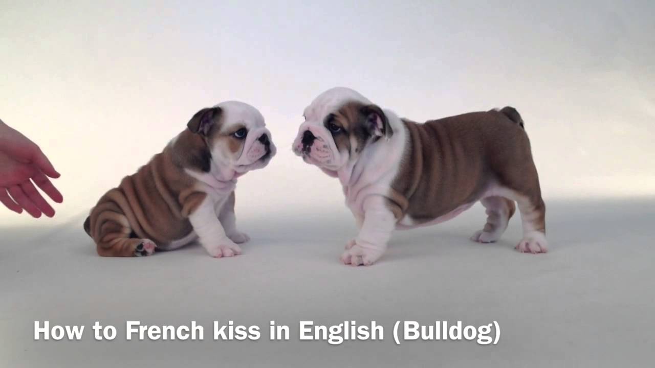 French Kissing English Bulldogs - YouTube