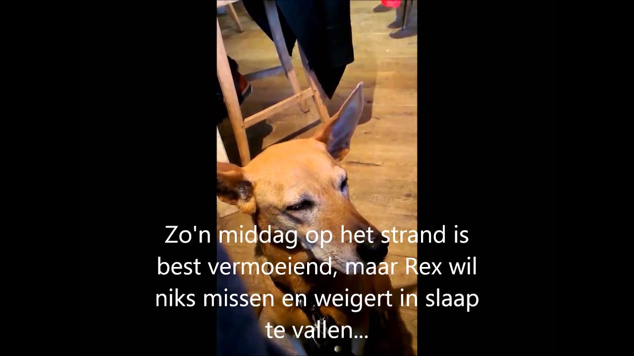 Rex - Dierenasiel Utrecht - YouTube