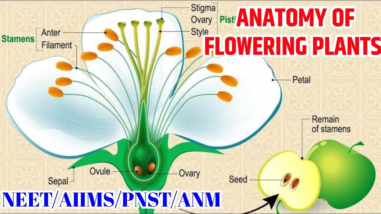 ANATOMY OF FLOWERING PLANTS | BIOLOGY CLASS | NEET/AMIIS/ PNST - YouTube