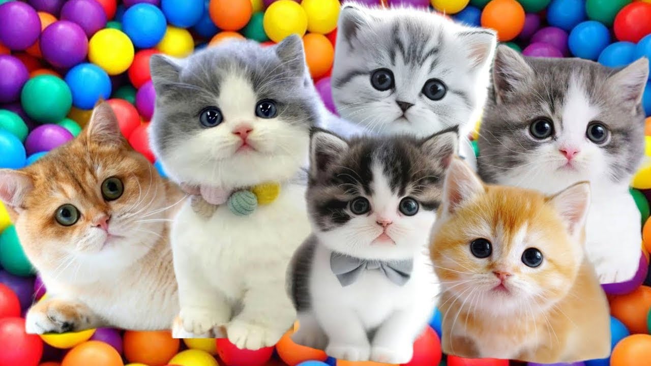 ANAK KUCING MEONG MEONG‼️ KUCING TELON PUTIH LUCU‼️KUCINGKU 3 KUCING ...