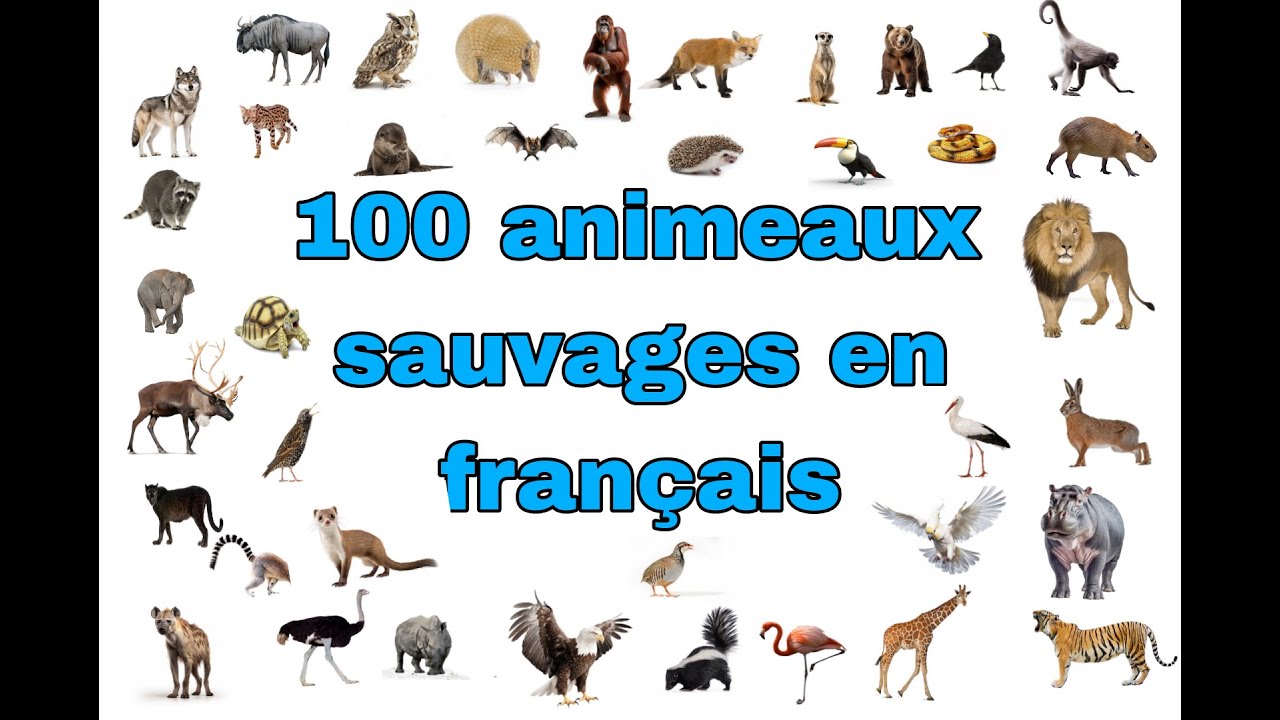 Les animeaux sauvages en français. 100 animals names in french # ...