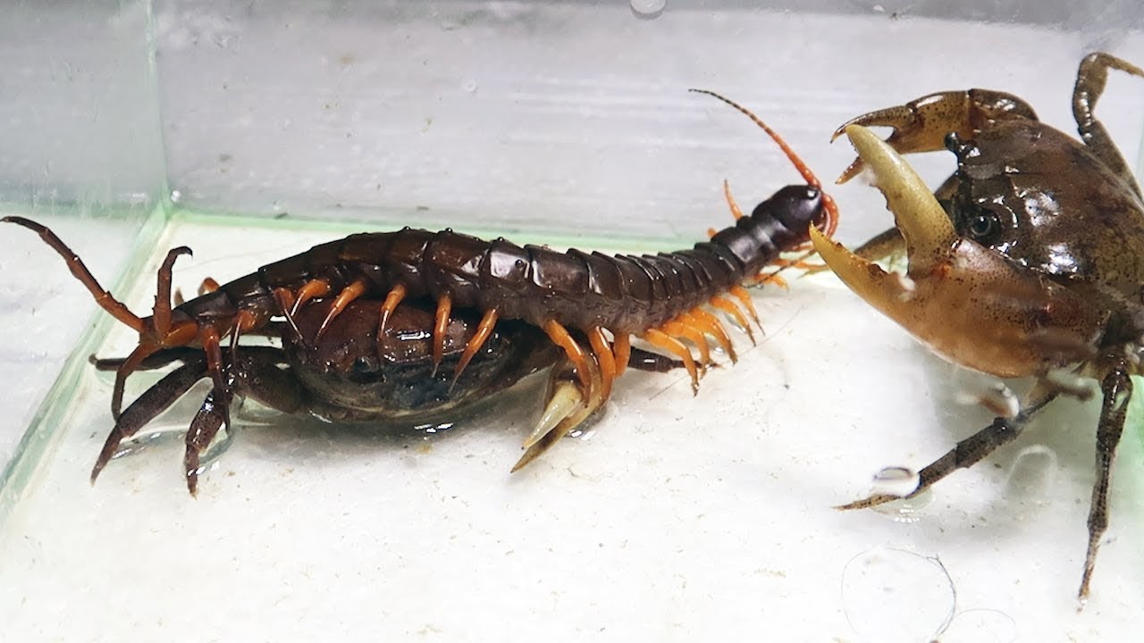 Centipede and 2 Crab - YouTube
