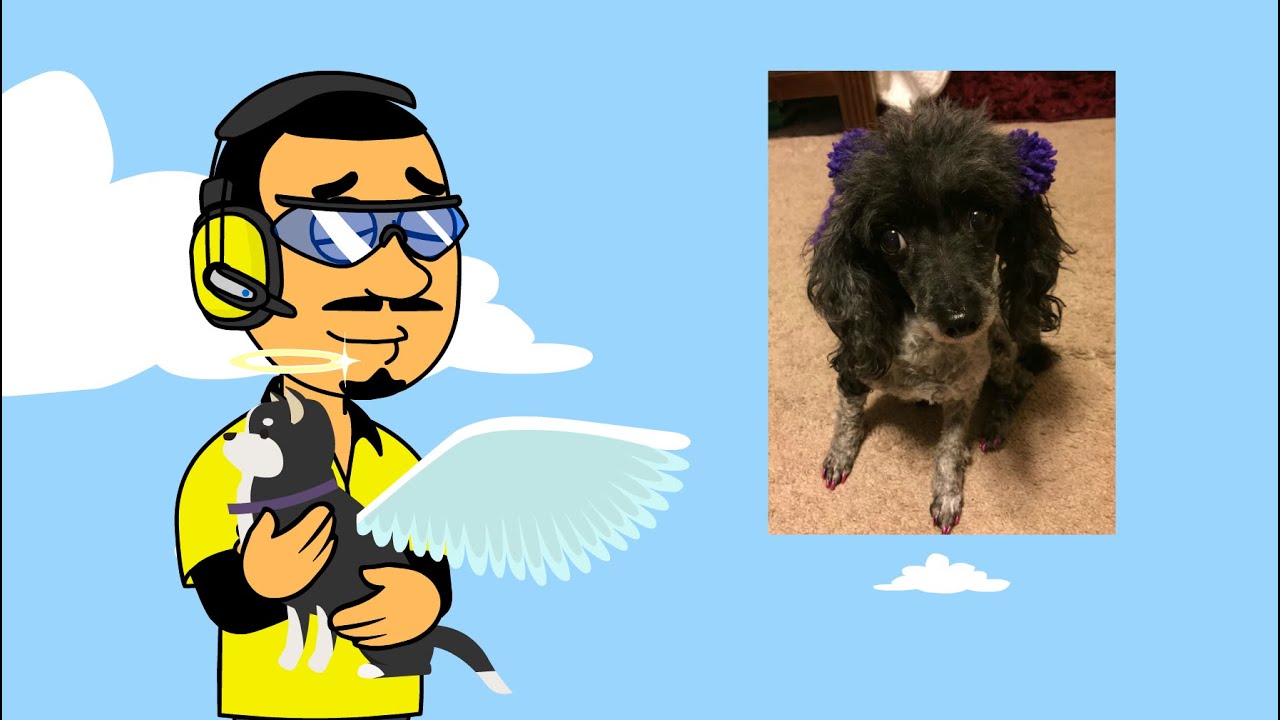 A Tribute to My Best Dog Gracie (Read Description) - YouTube
