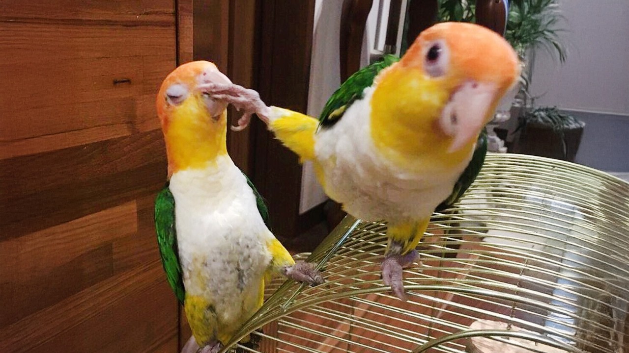 I Wanted a Parrot, But God Gave Me a Comedian! 🤣 Funniest Parrots Video ...