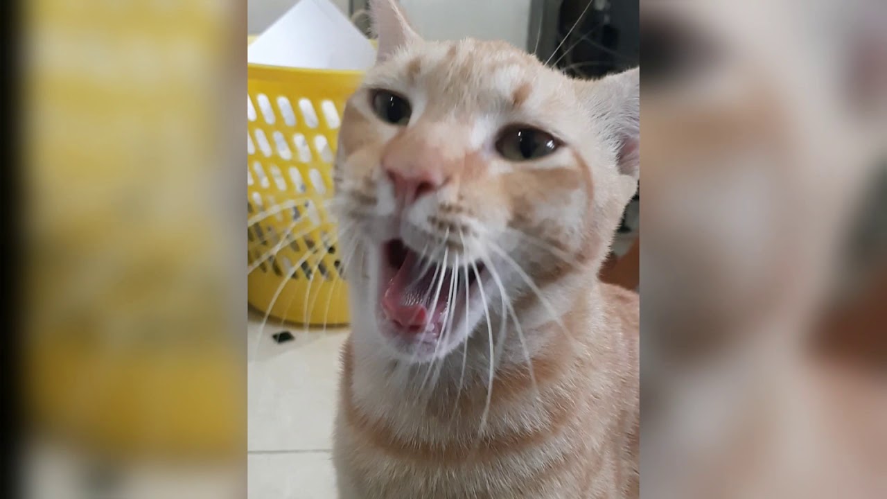 Kucing Menguap!!! - YouTube