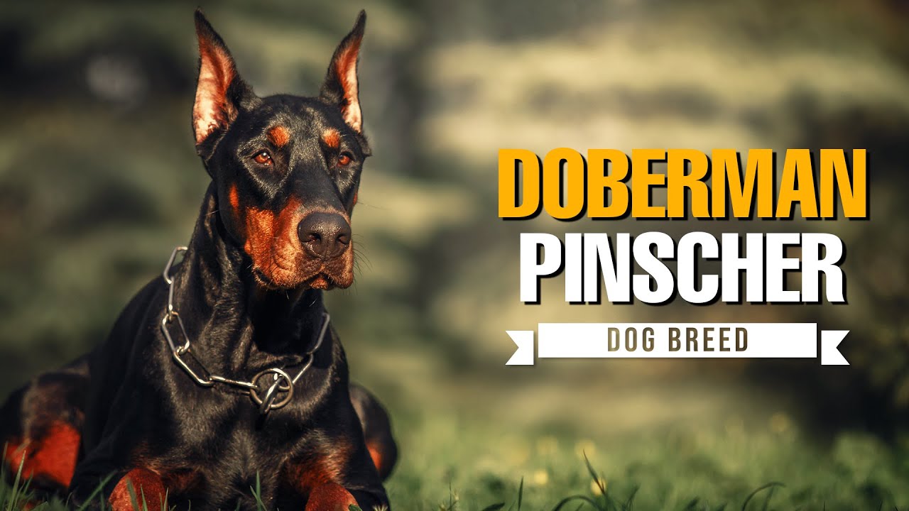 Doberman Pinscher Dog Breed 101 - Everything You Need to Know - YouTube