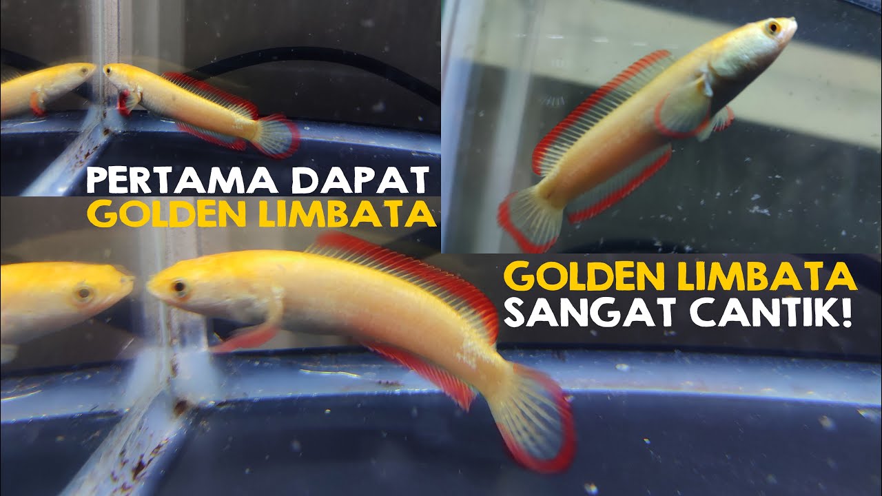 GOLDEN LIMBATA / LIMBATA XANTHIC, Dapat Lelang Murah! Ukuran Lumayan ...
