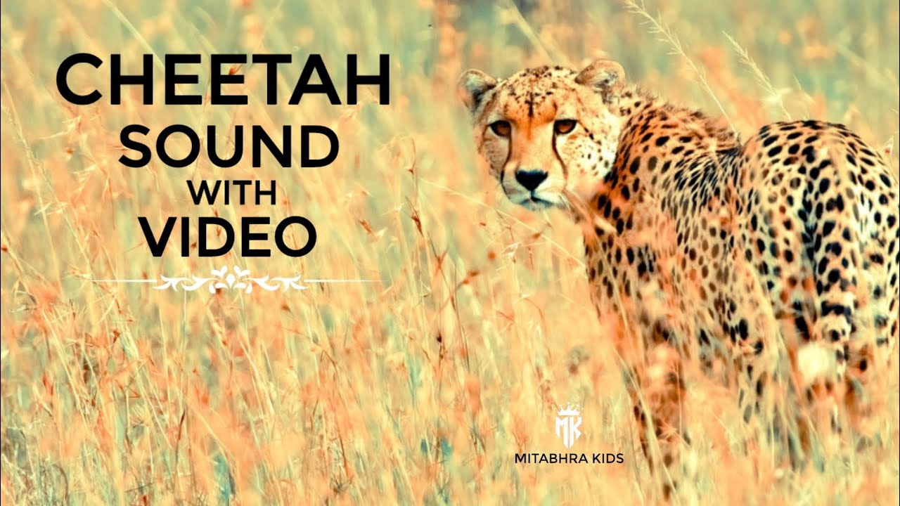Cheetah | cheetah sound effect | cheetah videos - YouTube