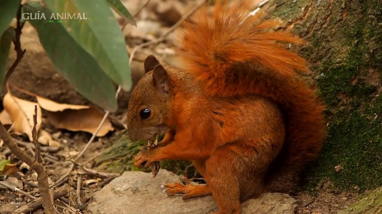 RED SQUIRREL - YouTube