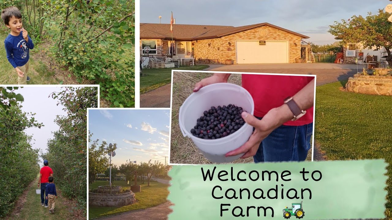 A trip to Edmonton's Saskatoon farm || Unlimited Berry picking || A ...