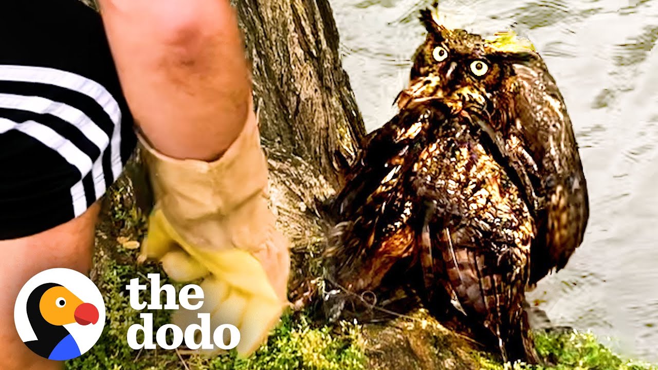Guy Is So Excited To Release The Owl He Rescued Back To The Wild | The ...
