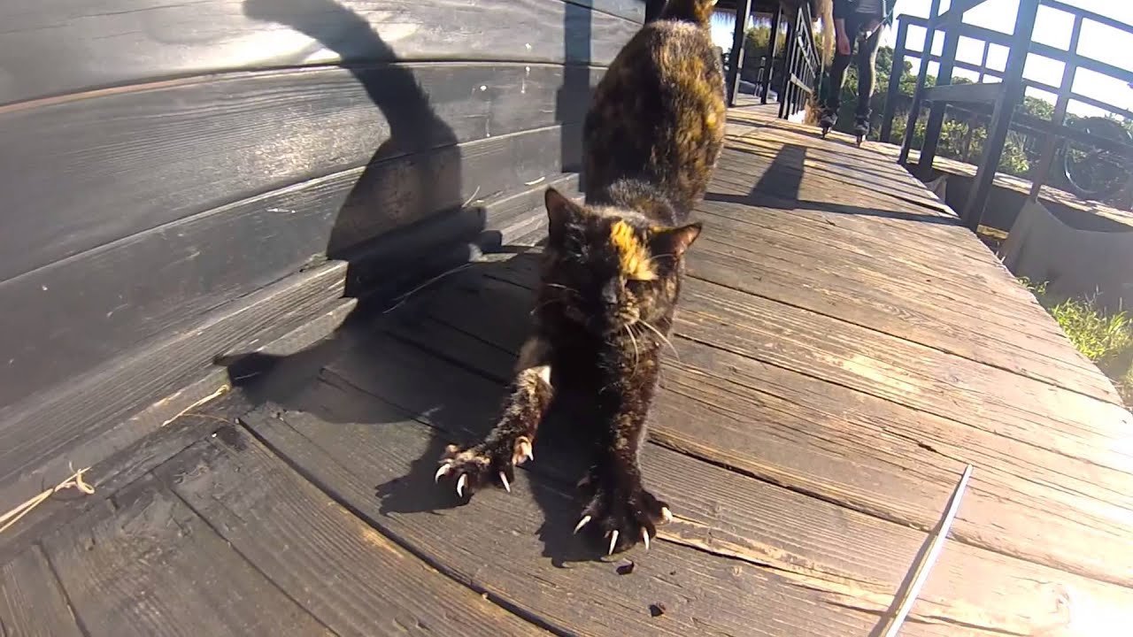 GoPro: Cat stratching in slowmotion - YouTube