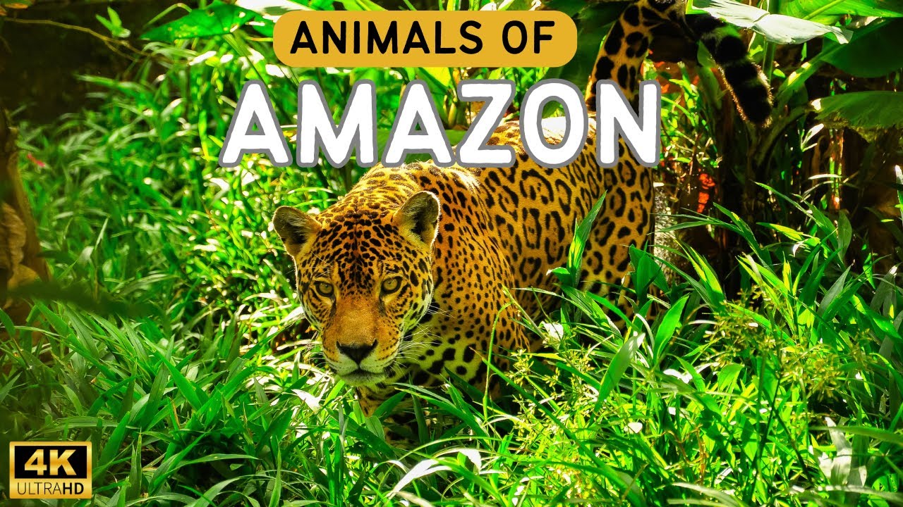 Animals of Amazon 4K | Amazon Rainforest: A Haven for Exotic Animals ...
