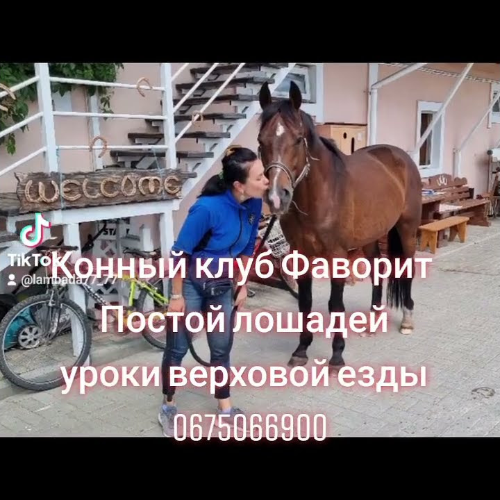 #Конный клуб Фаворит 0675066900#конюшня #лошадинапродажу - YouTube