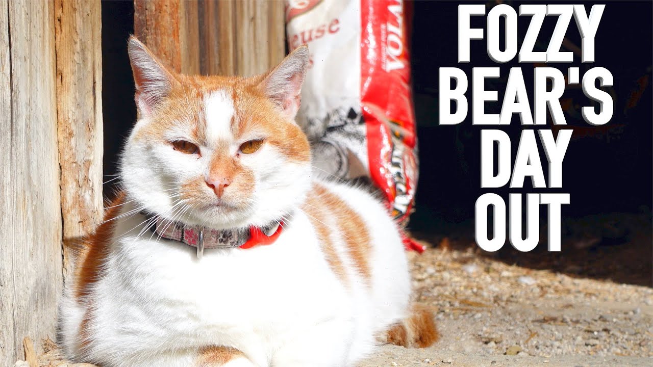 NEW BARN CAT'S Big Day at the Farm - YouTube