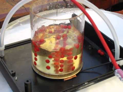 Nebunele si ulei in camp electric - 2 - YouTube