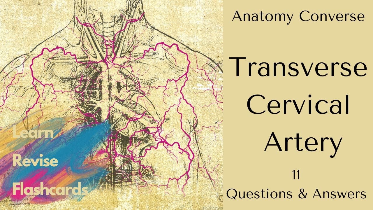 Transverse Cervical Artery Anatomy 11 QA - YouTube