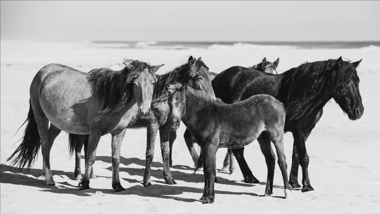Find Wild Horses, Find Yourself - YouTube