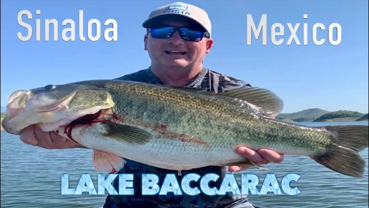 Topwater Bass Action at Lake Baccarac, Mexico! 🎣🔥 - YouTube