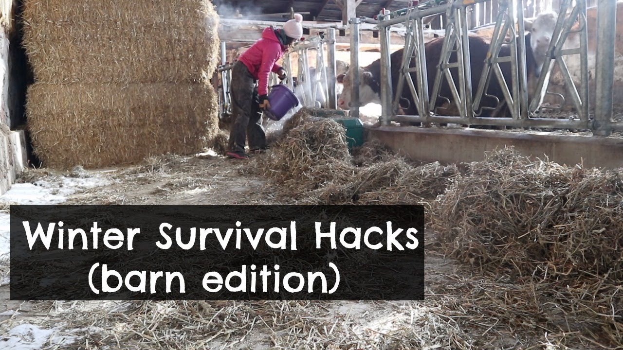 Top 10 Winter Hacks! (barn edition): Vlog 50 - YouTube