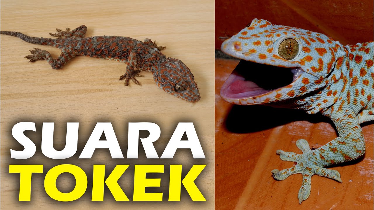 Suara tokek asli - YouTube