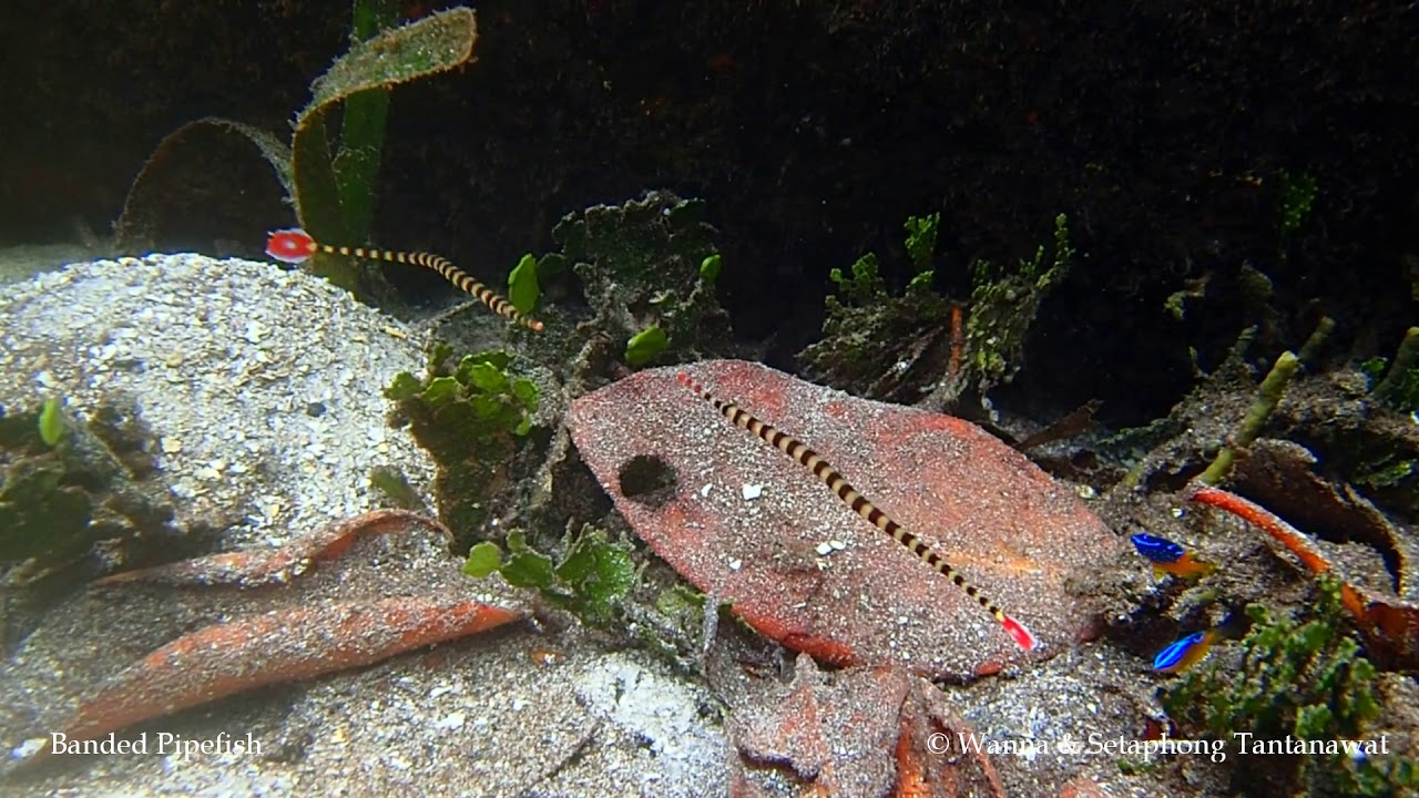 Banded Pipefish - YouTube