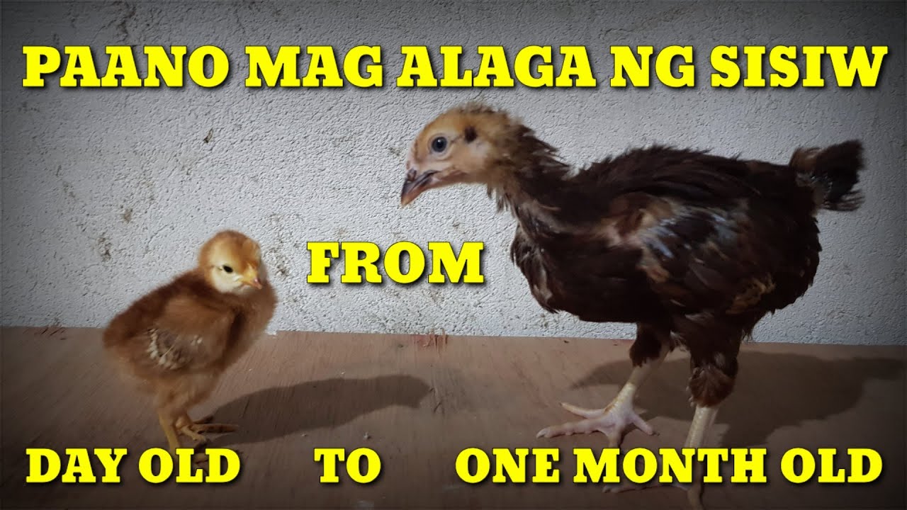 PAANO MAG ALAGA NG SISIW FROM DAY OLD TO ONE MONTH OLD?|BACKYARD ...