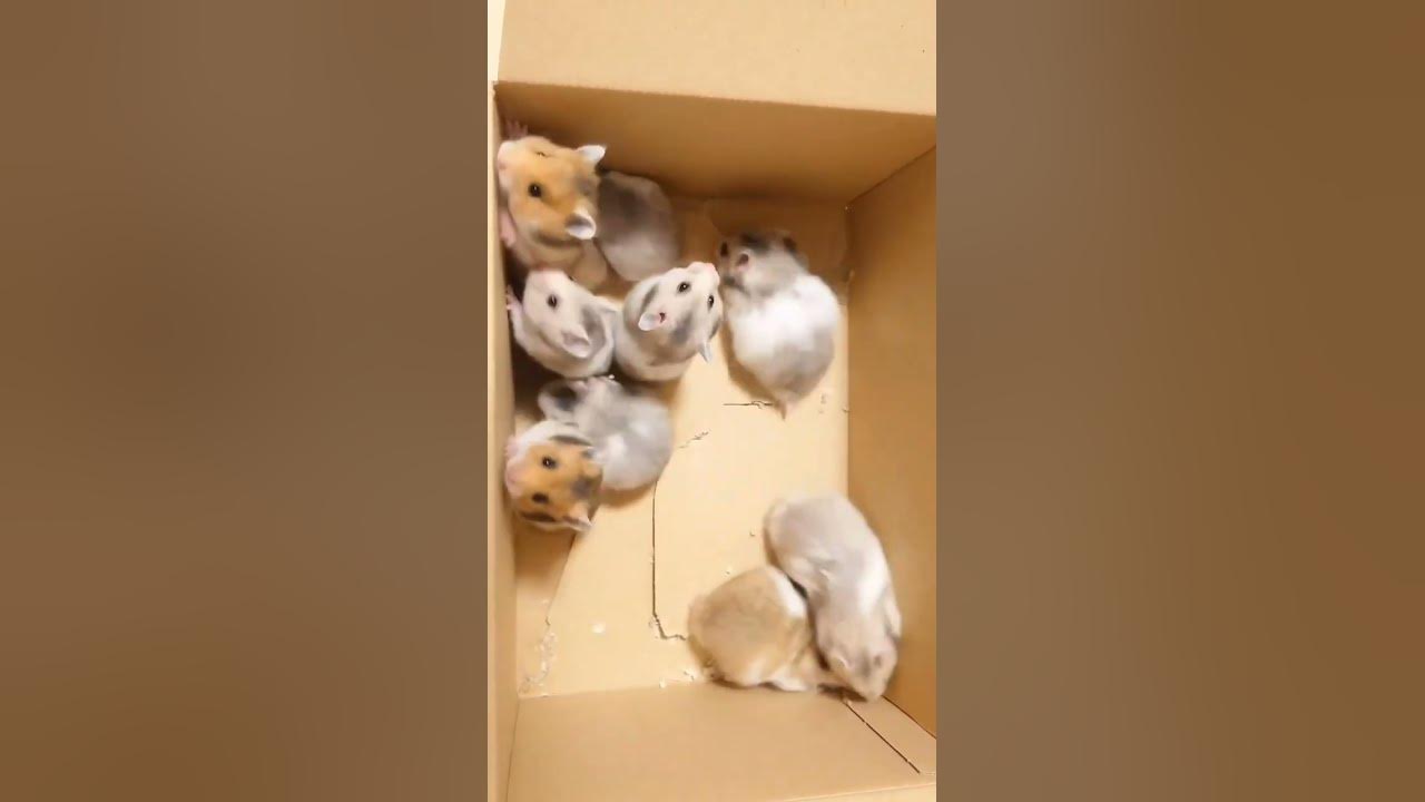 хомички🤭 - YouTube