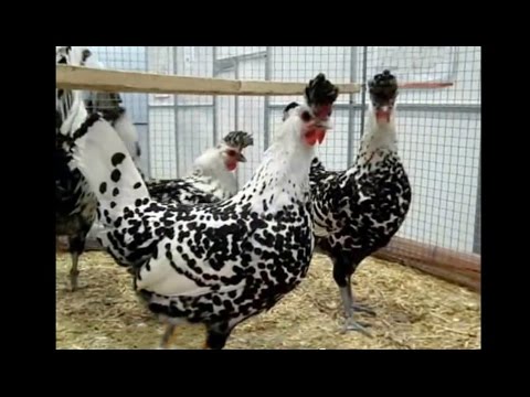 Appenzeller Spitzhauben, National German Poultry Show 2014 - YouTube