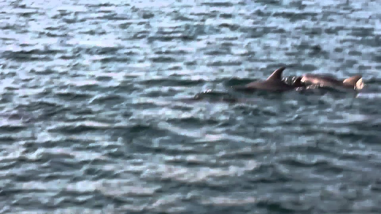 Dolphin & Sunset Cruises at The Wharf - YouTube