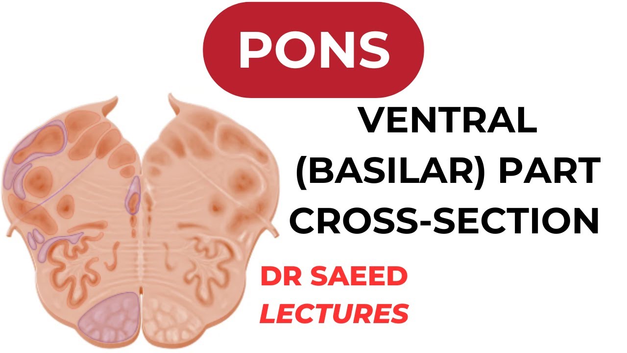Unlocking the Secrets of the Pons: A Cross-Section of the Ventral ...