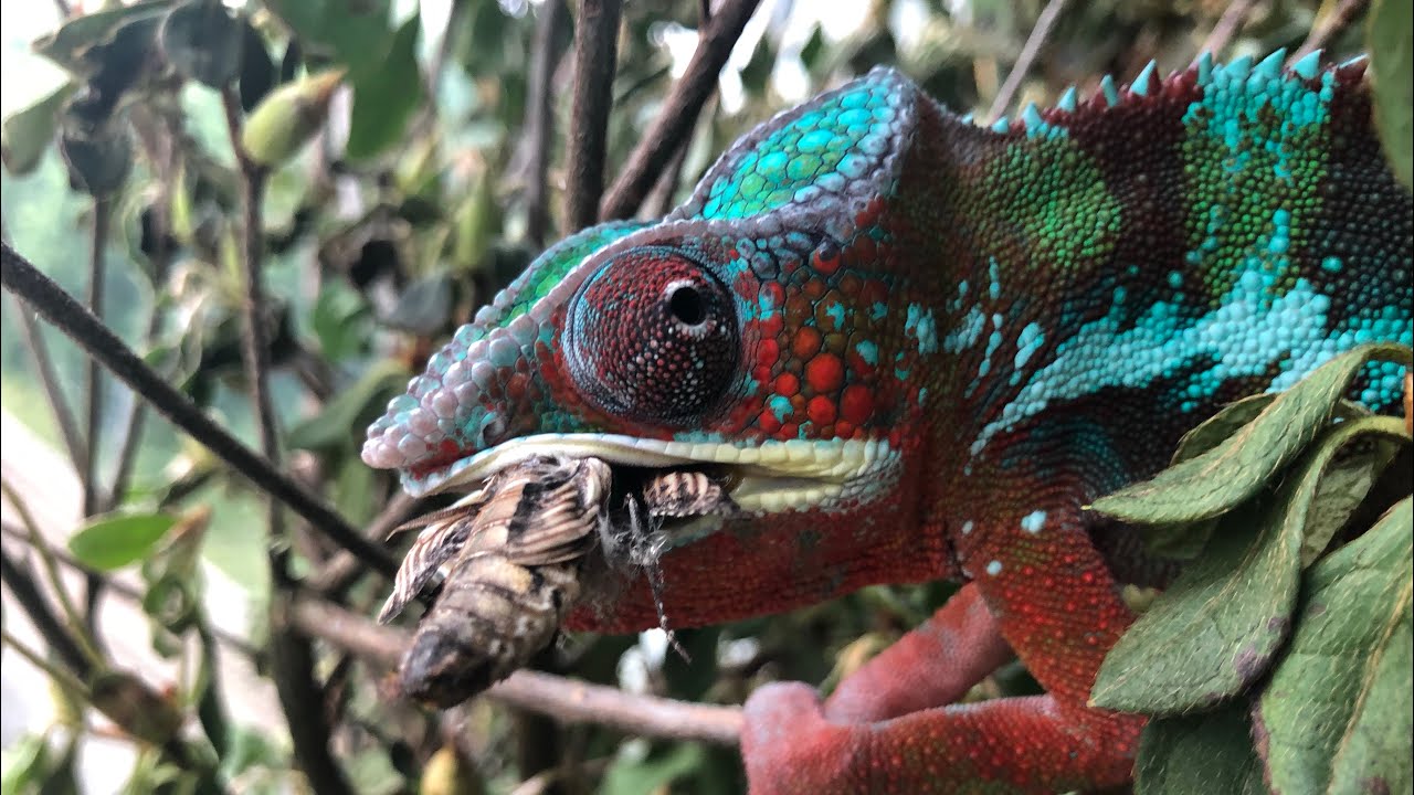 Panther Chameleon vs Hawk Moth - YouTube