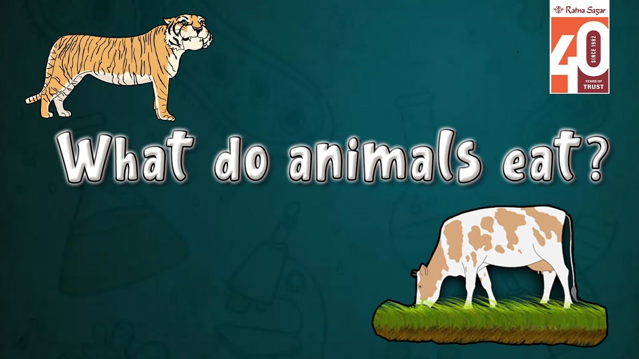 What Do Animals Eat? | Foods of Different Animals | 2D Animation by ...
