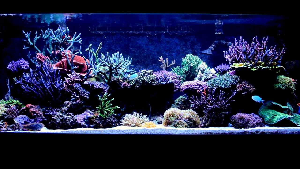 225 Gallon Reef Tank - YouTube