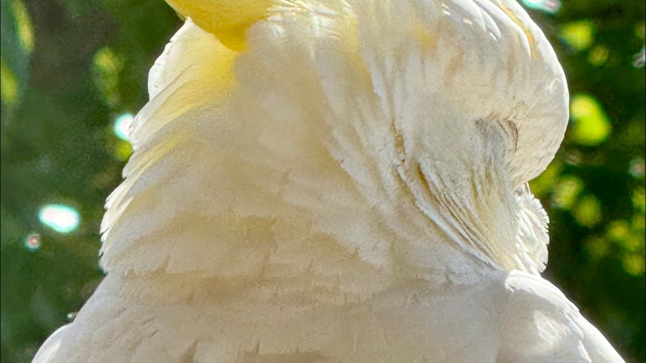 Join our Friendly Wild Cockatoos at Birds of Australia LIVE! - YouTube