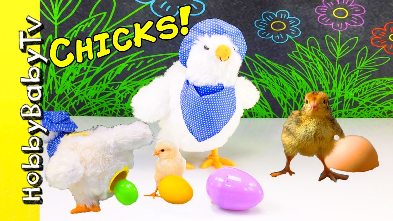 Henrietta Lays SURPRISE Eggs + Learn Words Numbers HobbyBabyTV - YouTube
