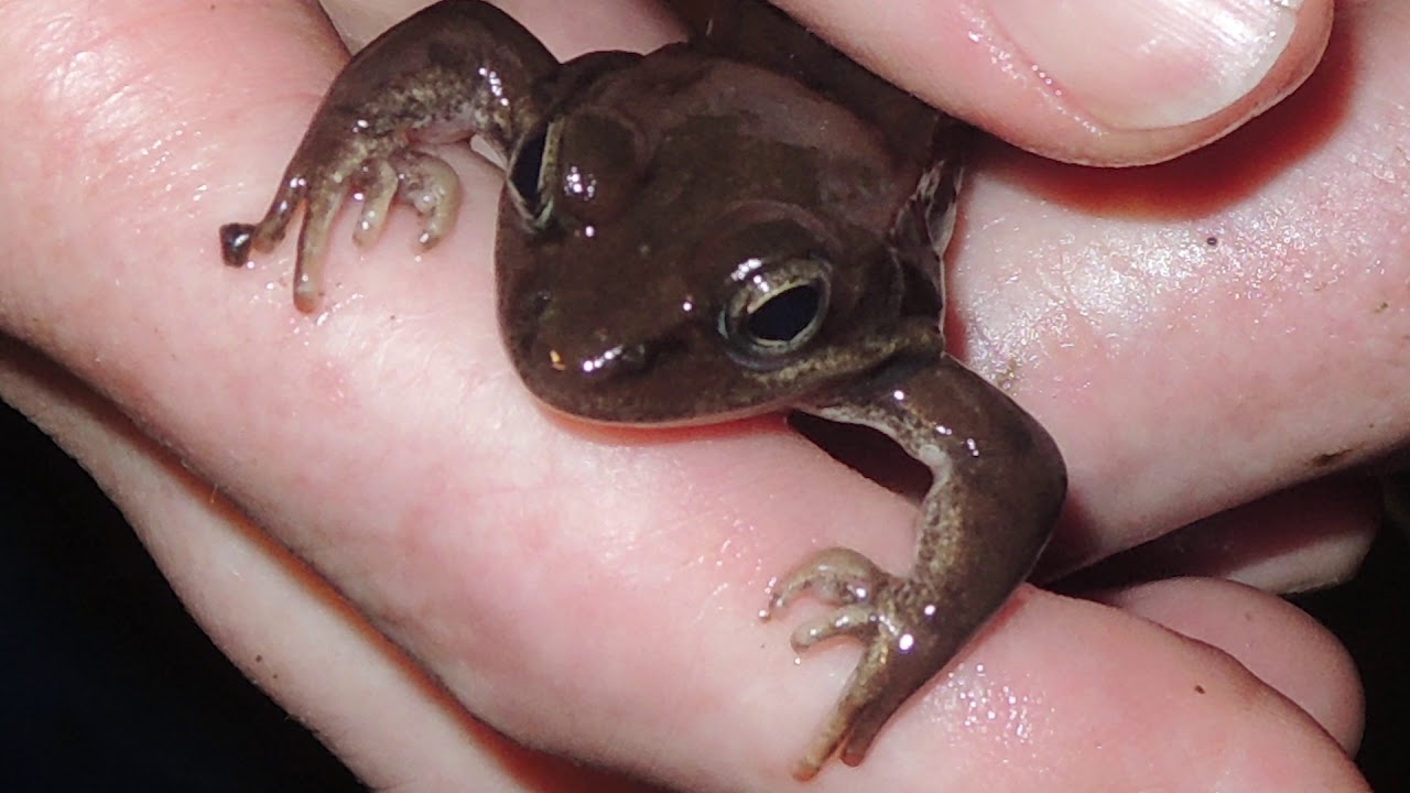 Nature Moments: Wood Frog Thumbs - YouTube