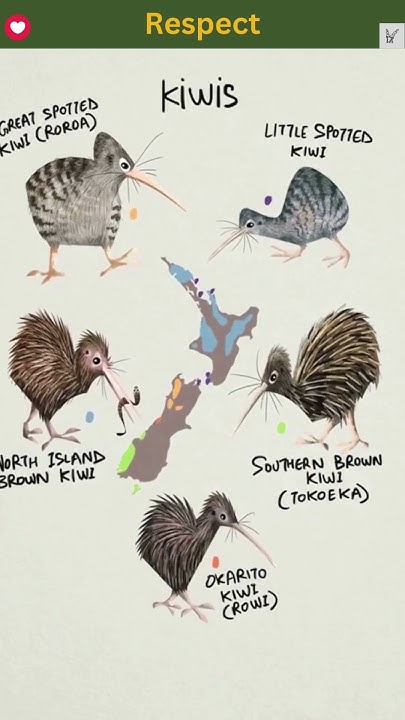 Kiwis Incredible Facts about New Zealand's Iconic Bird! |The Cute ...