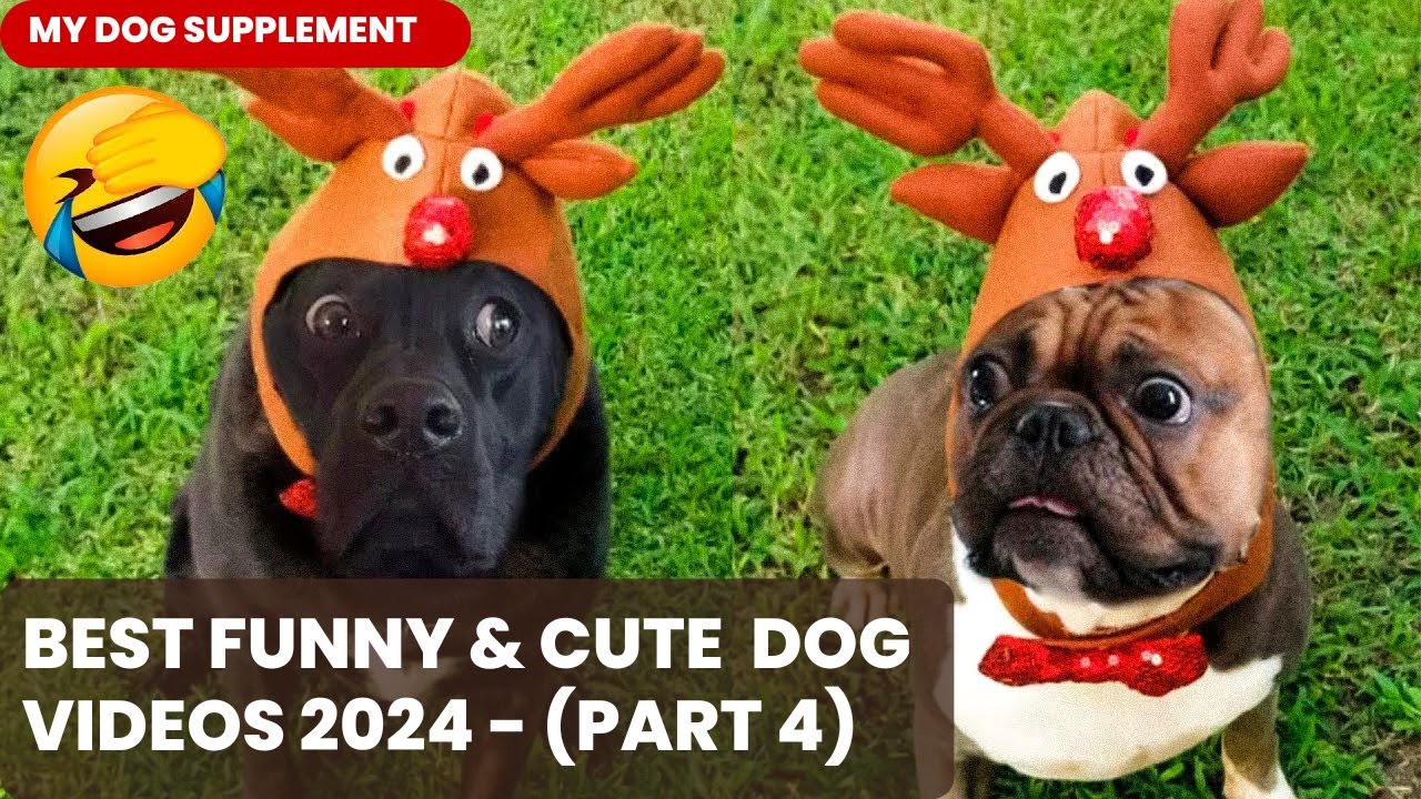 Funny Dog Videos 2024 | Funniest Dog Comedy Compilation of the Year ...