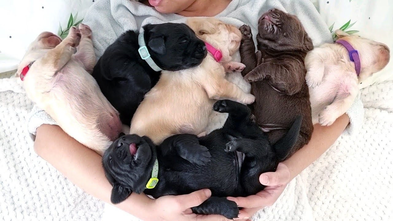 Cuddling Cutest Tiny Labrador Retrievers You've Ever Seen || Cute dog ...