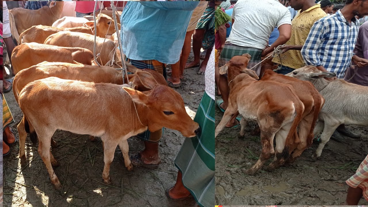 আজ ৪ অক্টোবর সোমবার || সবচেয়ে ছোট ছোট ষাঁড় ও বকনা গরুর দাম || choto ...