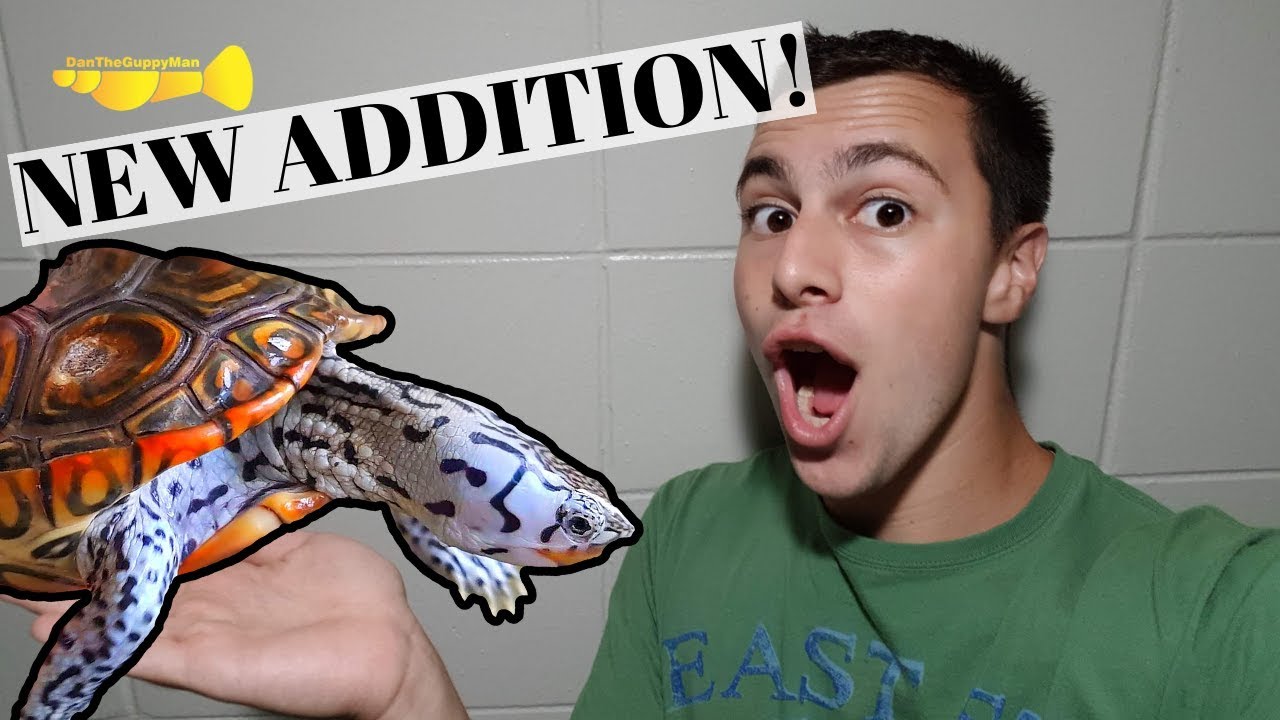 RARE New TURTLE! | UNBOXING+Update! - YouTube