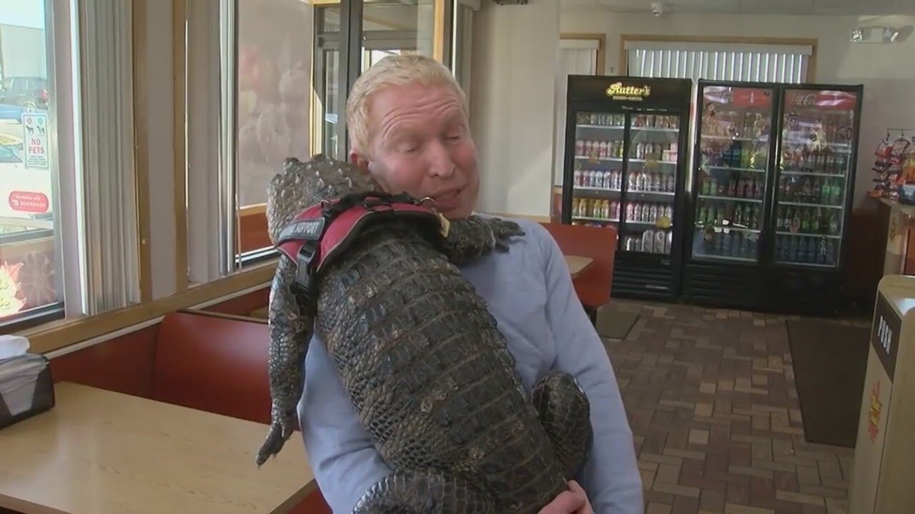 Meet Wally- the Emotional Support Alligator - YouTube
