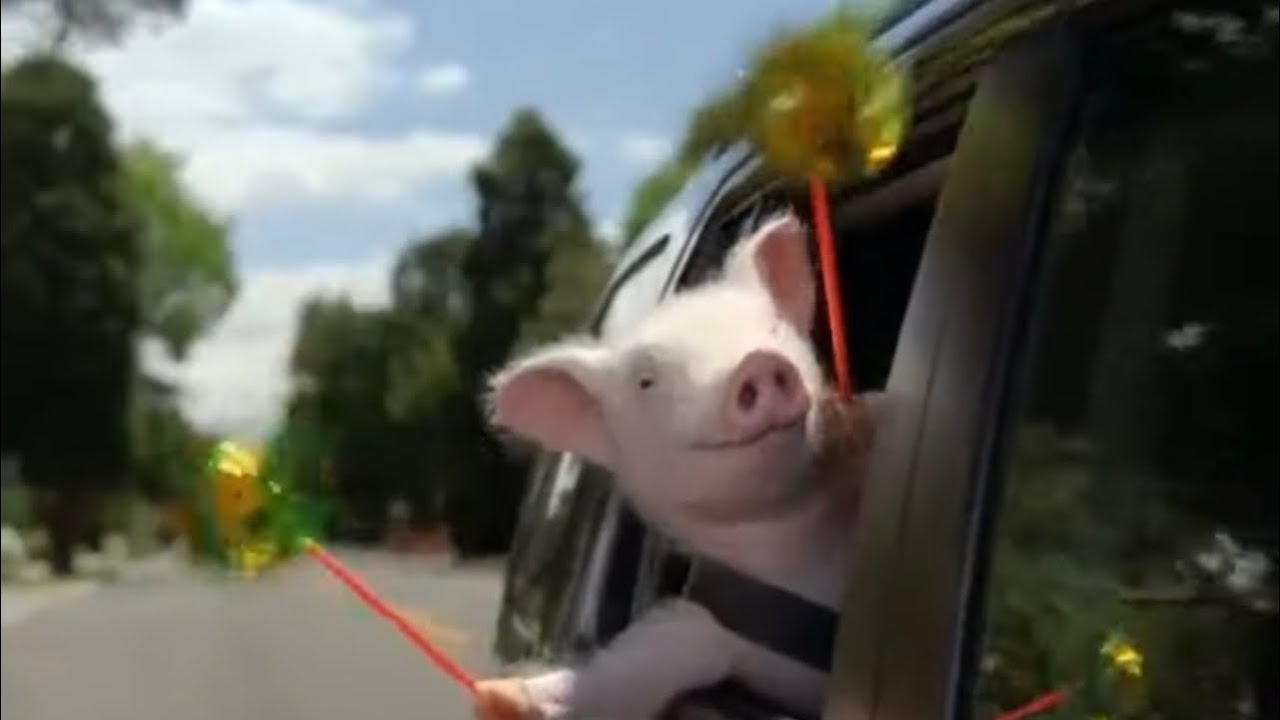 Geico Commercial Pig (Maxwell) Did the Pig really go wee all the way ...