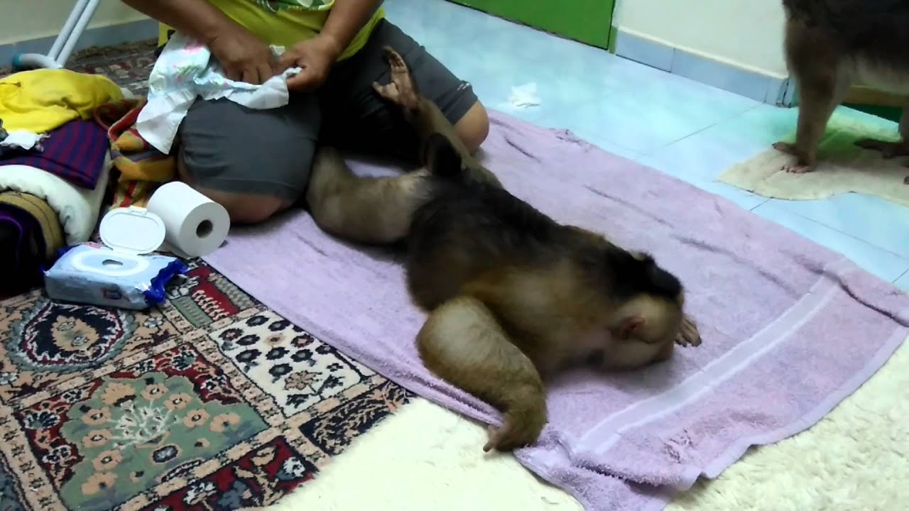 My Pets Monkey Shaki Disturb JK - YouTube