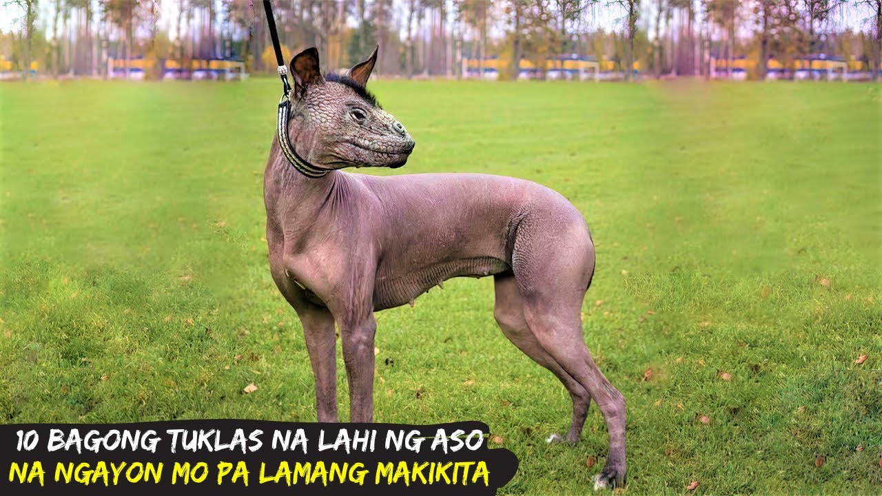 10 Pinaka Bagong Natuklasan na Aso na Ngayon mo pa Lamang Makikita ...